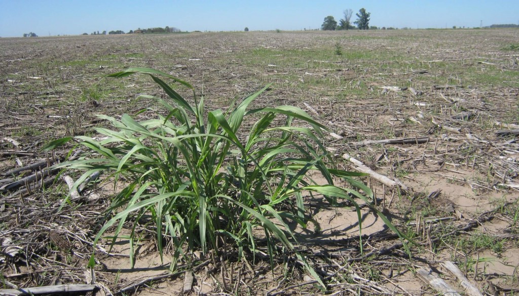 Guía para detectar de manera temprana a las malezas de verano ...