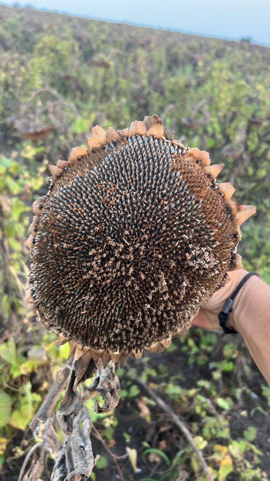 La campaña de girasol 2024/25 apunta a 2 millones de hectáreas - CONEXION RURAL