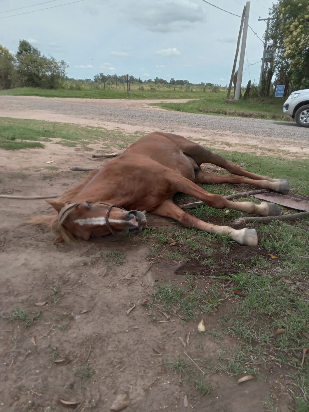 El Senasa elaboró una guía informativa sobre la encefalomielitis equina ...